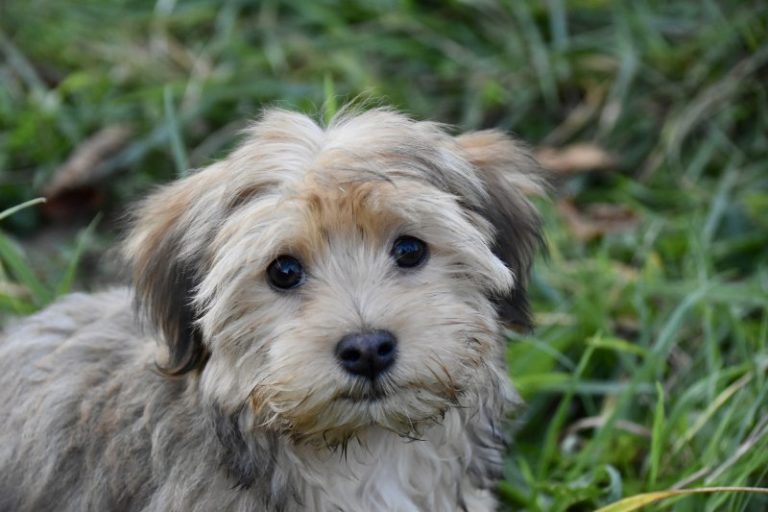 Mini-Hunderassen: Rassen bis 30 cm Schulterhöhe 2024 - Hund.Tips