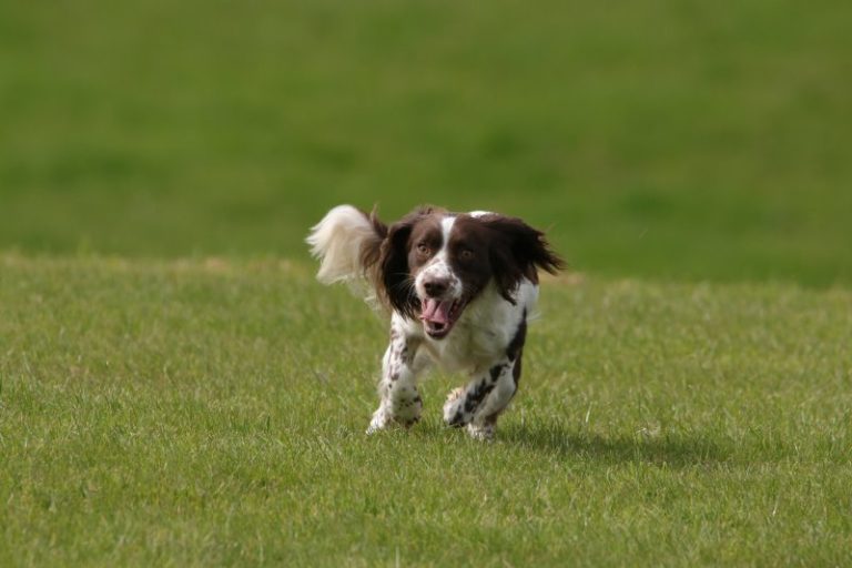 English Springer Spaniel im Rasseporträt: Charakter, Haltung und Pflege ...