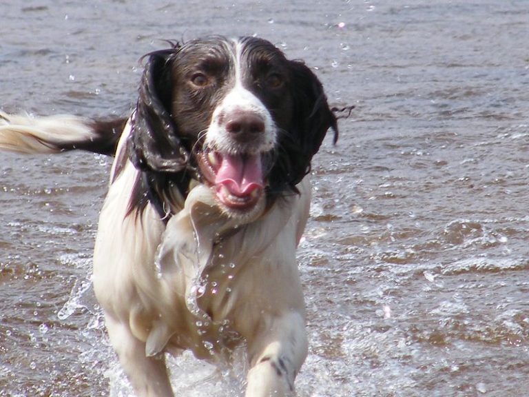 English Springer Spaniel im Rasseporträt: Charakter, Haltung und Pflege ...