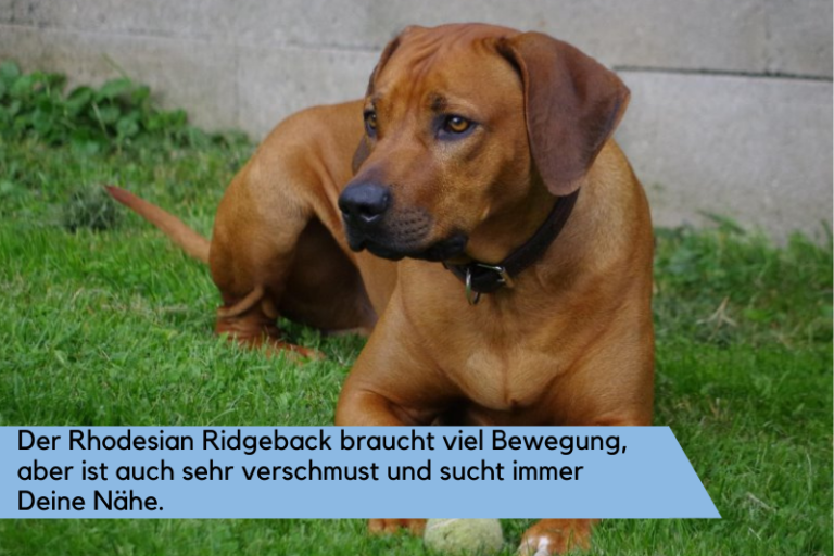 Rhodesian Ridgeback im Rasseporträt: Charakter, Haltung und Pflege